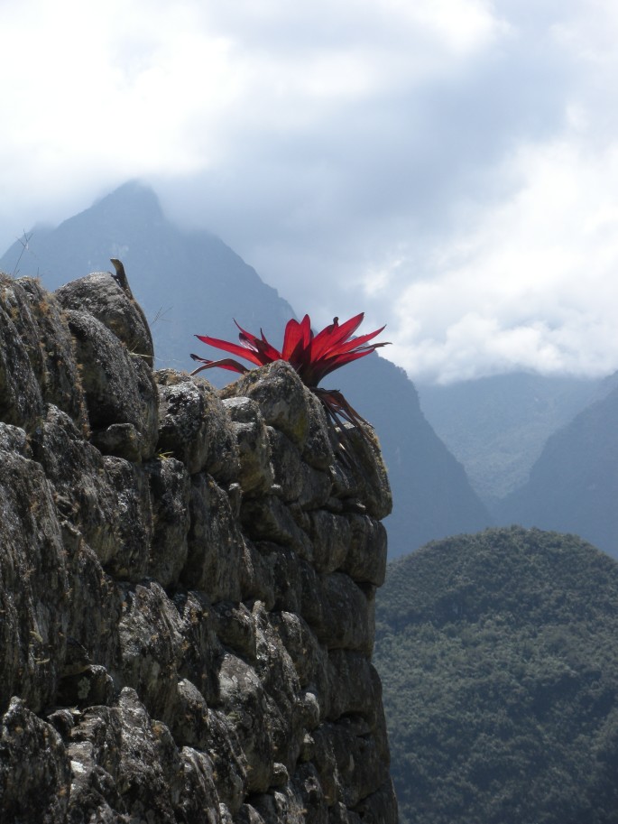 Wachuma (San Pedro): Mother Earth's Most Powerful Medicine