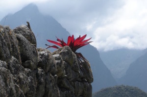 Wachuma (San Pedro): Mother Earth's Most Powerful Medicine